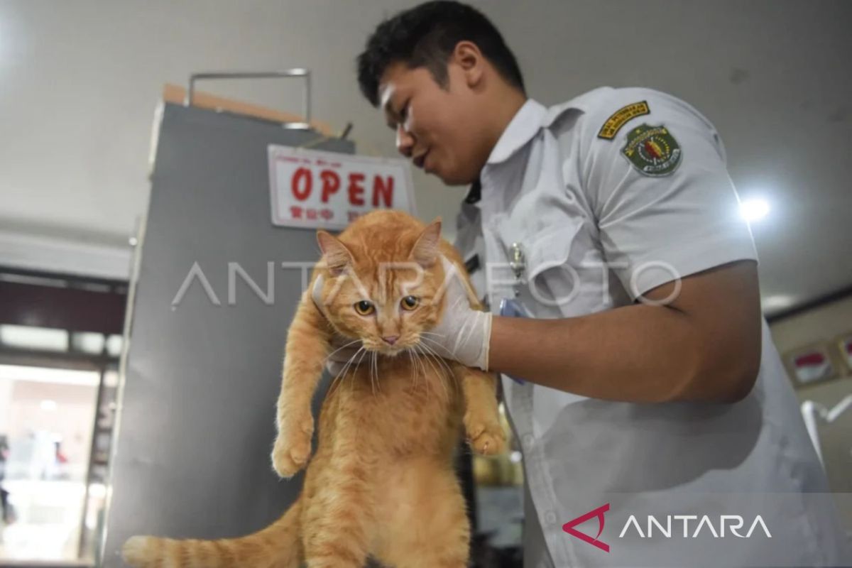 Samarinda sediakan 2.000 dosis vaksin rabies gratis cegah penularan ...