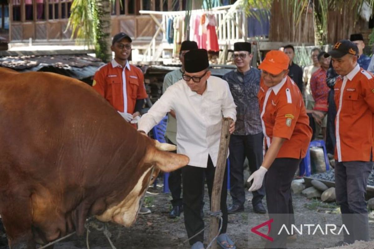 Pemkab OKU sebar 12 ekor sapi kurban hingga pelosok desa - ANTARA News ...