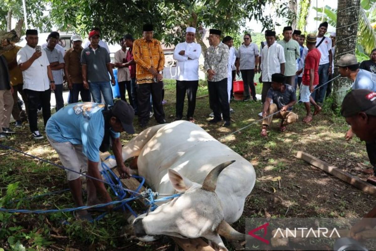 Wagub Maluk sebut penyembelihan hewan kurban perkuat tradisi lokal ...