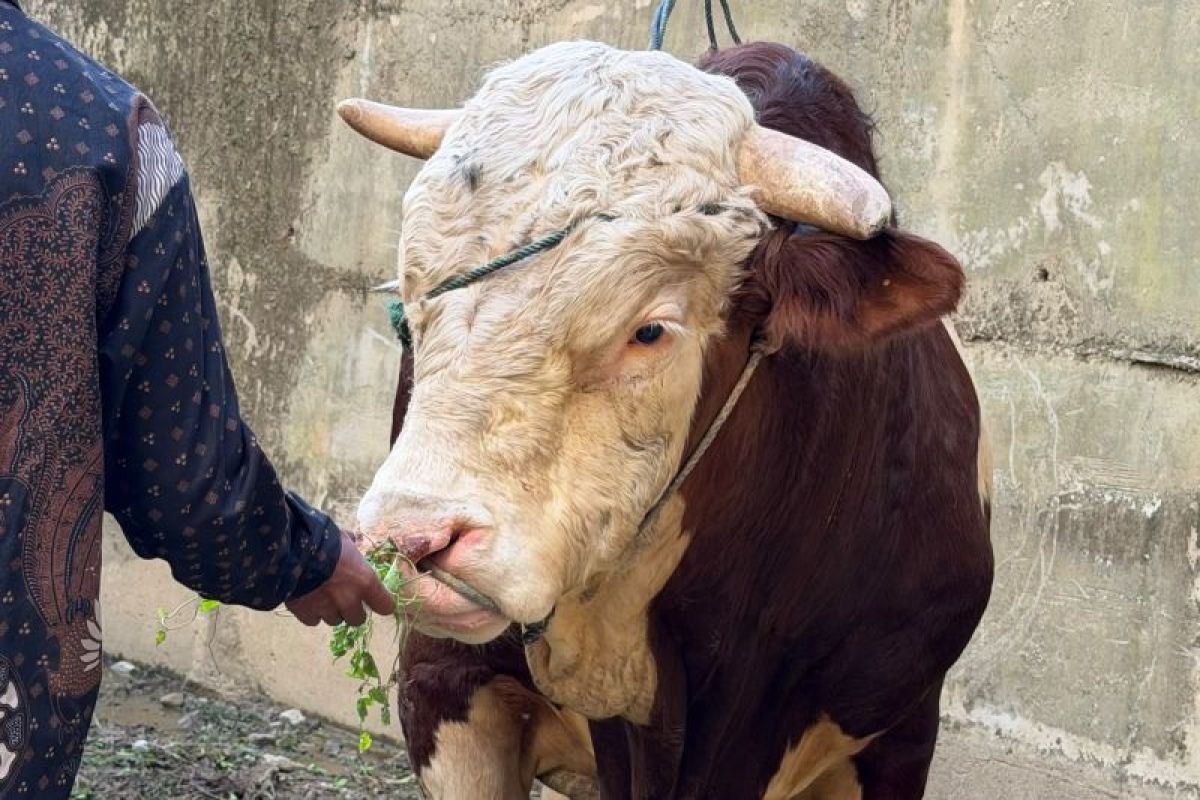 Lambo, sapi kurban 1,2 Ton milik Wagub Sumbar hebohkan warga pelosok ...