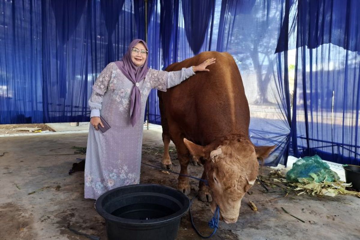 Disnakkeswan sebut Lampung berpotensi jadi produsen sapi berbobot besar ...
