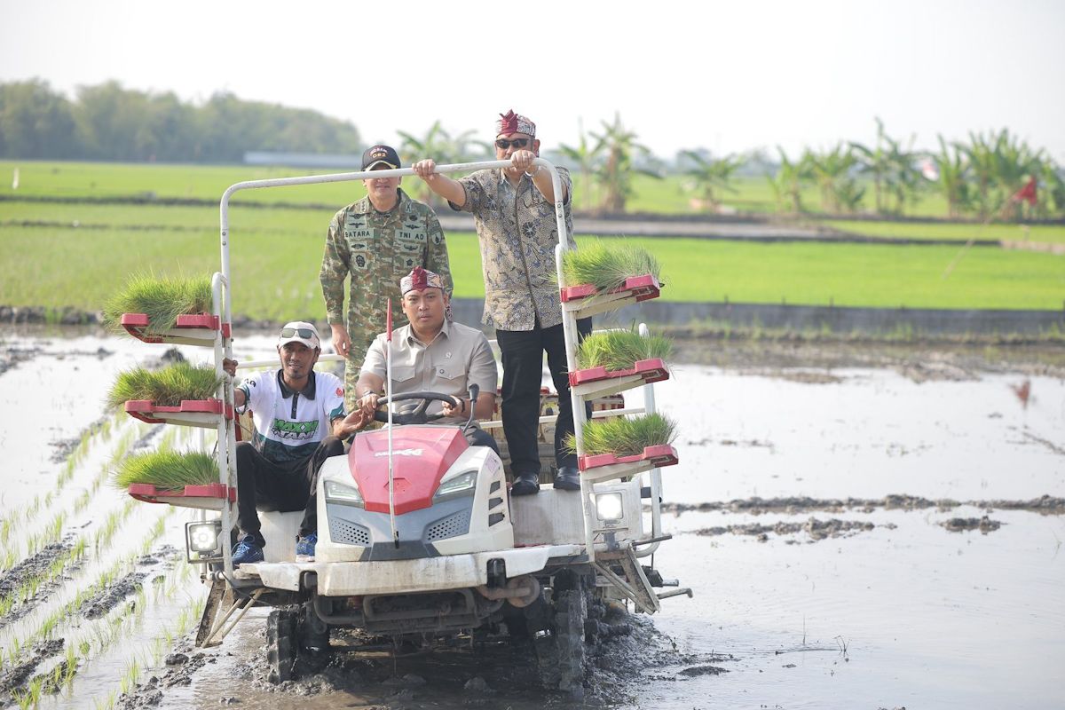 Wamentan akselerasi tanam padi 750 hektare di Lamongan hadapi El Nino ...