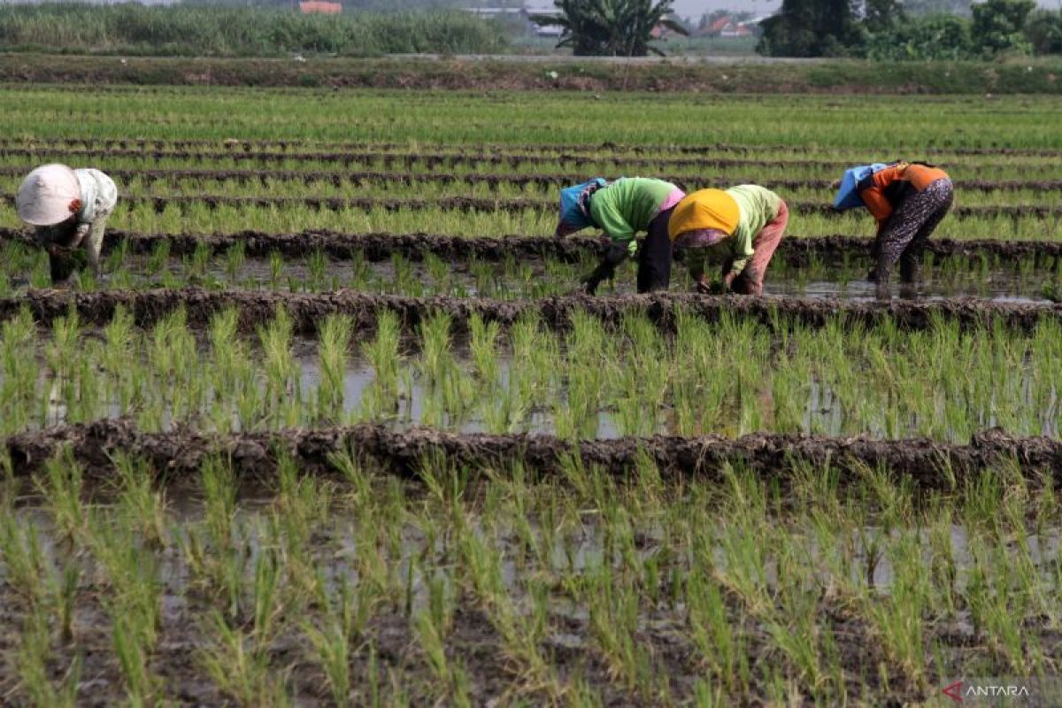 Percepat masa tanam untuk mengantisipasi musim kemarau - ANTARA News ...