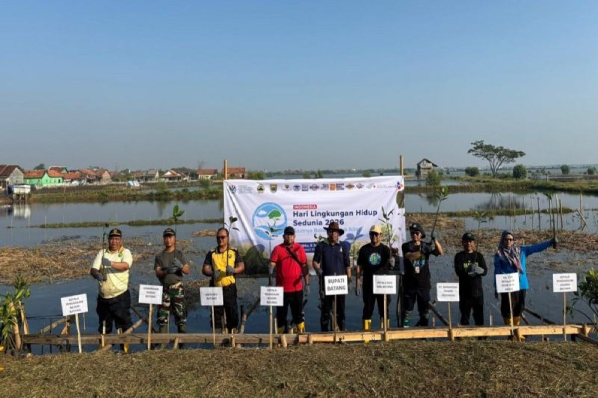 PLTU Batang siapkan 30 ribu bibit mangrove untuk pengembangan kawasan ...