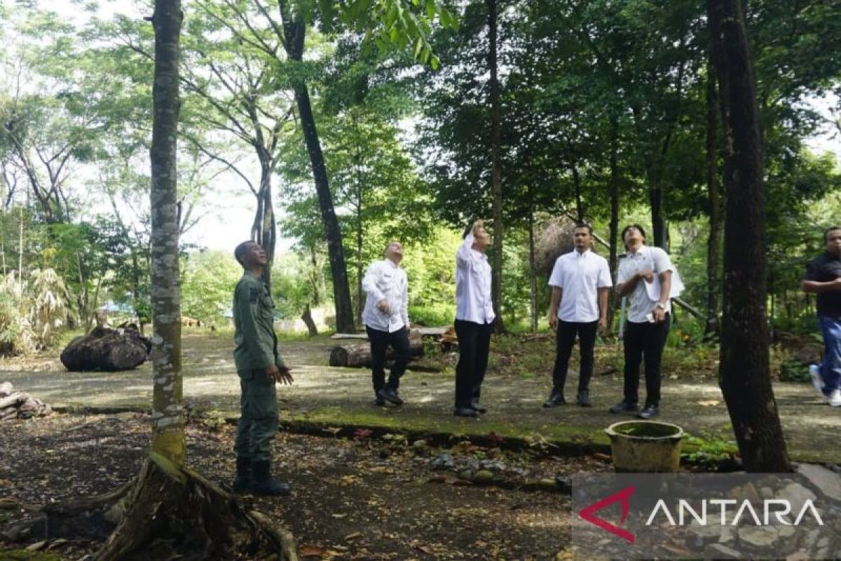 Pemkab: Penebangan kayu Hutan Kota Pasaman Barat bagian program ...