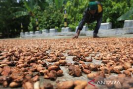 Harga biji kakao turun pada Maret 2025