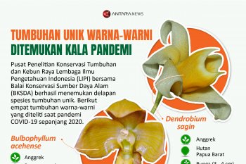 pusat penelitian konservasi tumbuhan dan kebun raya - Kumpulan Berita ...