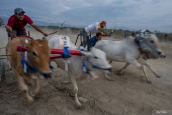 karapan sapi usai panen - Kumpulan Berita ANTARA News