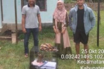 macan akar - Kumpulan Berita ANTARA News