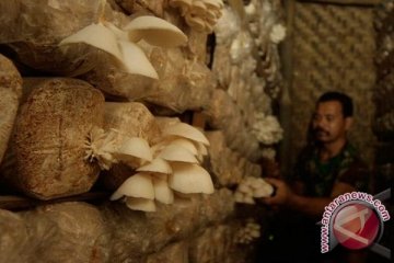 Warga Merapi budi dayakan jamur - ANTARA News Yogyakarta - Berita ...