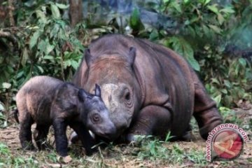 Bayi badak Sumatera memasuki tahap adaptasi - ANTARA News Yogyakarta ...