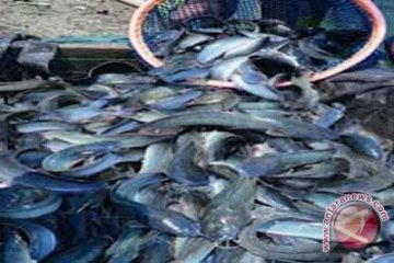 Gunung Kidul potensial untuk pengembangan lele dumbo - ANTARA News ...