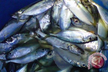 Permintaan ikan Pantai Depok meningkat 200 persen - ANTARA News ...