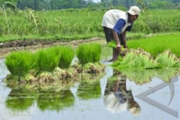 Hemas: DIY harus terapkan sistem pertanian terpadu - ANTARA News ...
