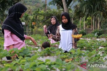 Yulia Harfika, petani millenial hasilkan Rp10 juta per bulan dari ...