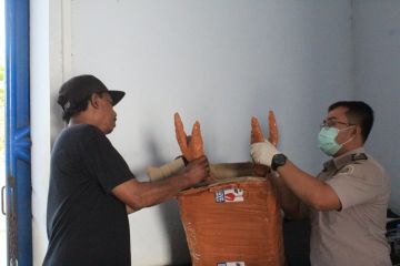 Karantina Hewan amankan dua buah tanduk rusa ilegal cargo Bandara Mopah ...