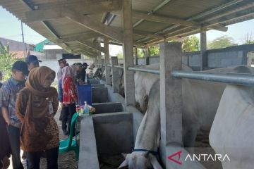 10 kelompok tani di Demak terima bantuan sapi bunting - ANTARA News Jateng