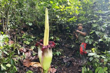Bunga bangkai setinggi 2,62 meter mekar di habitat rafflesia - ANTARA ...