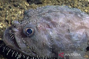 Mengenal Anglerfish: Ikan laut dalam yang viral di media sosial ...