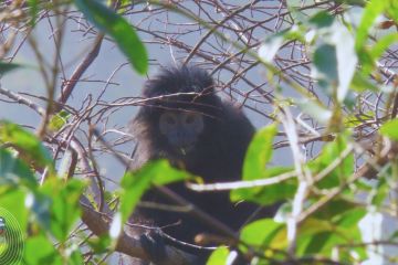Three Javan langurs released into East Java sanctuary - ANTARA News