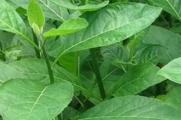 8 manfaat daun afrika untuk kesehatan tubuh yang wajib diketahui ...