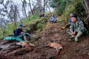 Kemenhut amankan pengorganisir perburuan liar di TN Gunung Merbabu - ANTARA News