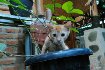 Hindarkan kucing dari bunga lili cegah penyakit gagal ginjal fatal ...