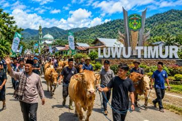 Hewan kurban di Luwu Timur capai 2.206 ekor - ANTARA News Makassar