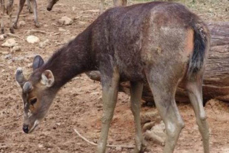 Berhasil Budidaya Rusa - ANTARA News Kalimantan Timur