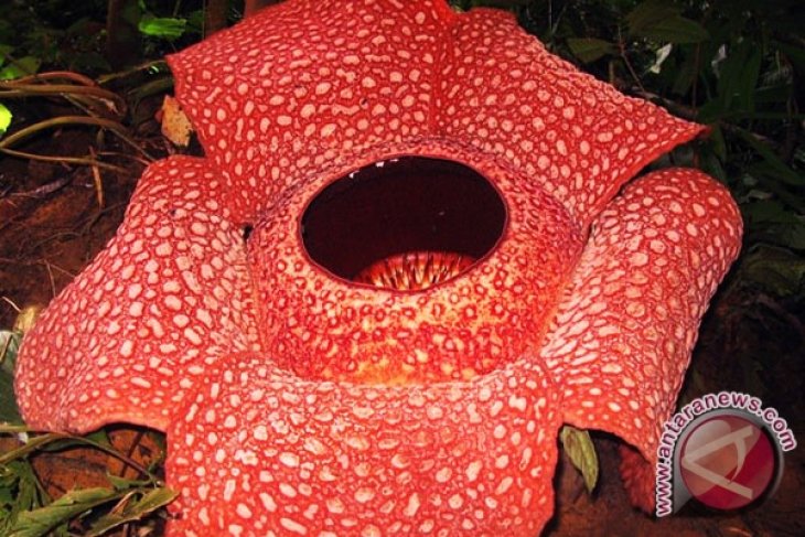 Raflesia arnoldi mekar di bukit daun - ANTARA News Bengkulu