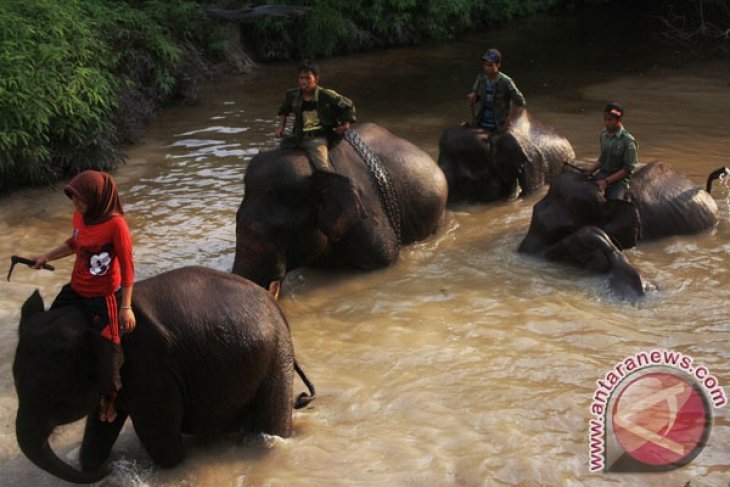 Encroachments cause forest fire in Tesso Nilo National Park - ANTARA News