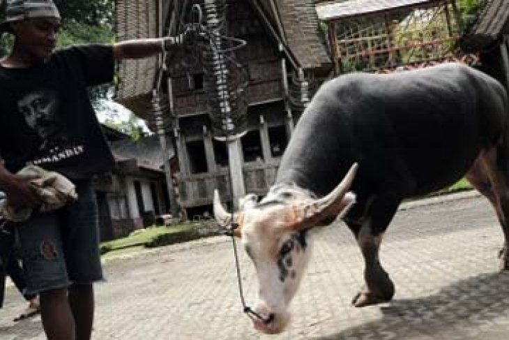 KERBAU ALBINO - ANTARA News Bali