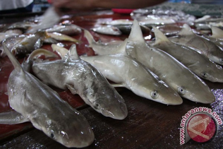Ikan hiu - ANTARA News