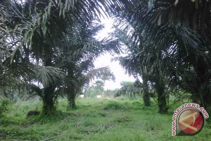 Kutai Timur Kembangkan Aren Genjah 200 Hektare - ANTARA News Kalimantan ...