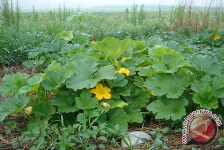 Daun labu kuning dan binahong potensi turunkan gula darah - ANTARA News ...