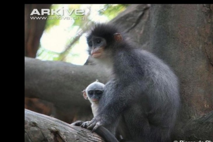 BKSDA Jawa Barat gagalkan penjualan Surili - ANTARA News Megapolitan
