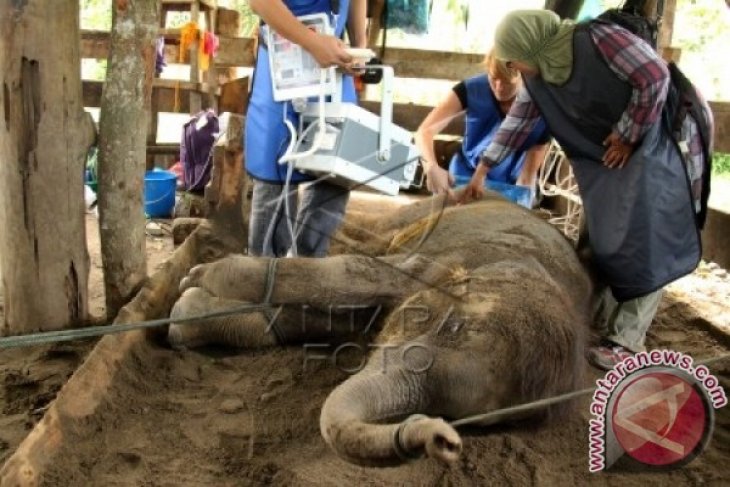 Rontgen Anak Gajah - ANTARA News Kalimantan Barat