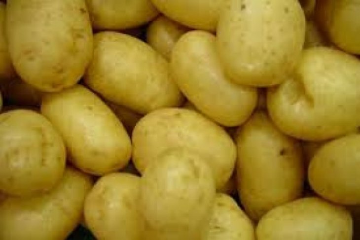 Pakar: Indonesia mampu produksi kentang berkualitas - ANTARA News ...