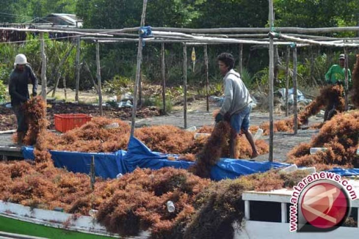 KKP: Indonesia Menuju Produsen Rumput Laut Terbesar - ANTARA News Bali