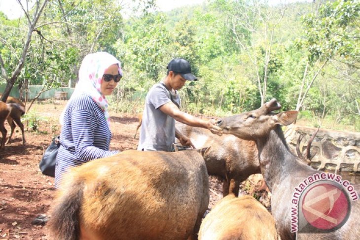 Rusa Sambar Bertahan di Penangkaran Pertamina Tanjung - ANTARA News ...