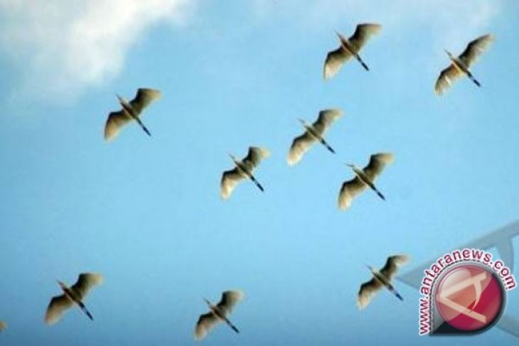 96 Spesies Burung Hidup di Hutan Pelawan - ANTARA News Bangka Belitung