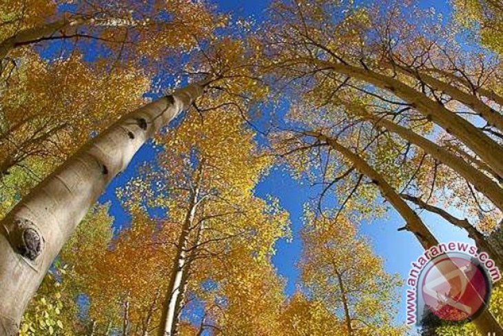 Pohon tertua di dunia ajarkan manusia cara hidup berkelanjutan - ANTARA ...