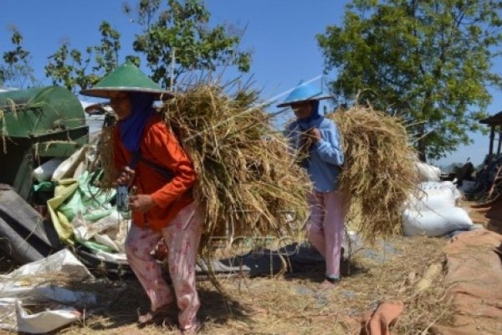 Harga Gabah Kering Panen di Banten Naik 6 Persen - ANTARA News Banten