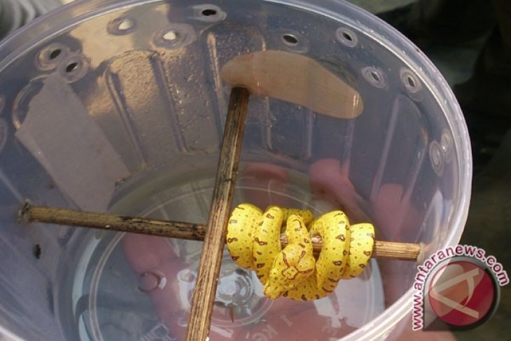 Ular Hijau Papua Yang Diperdagangkan Terkenal Eksotis - ANTARA News ...