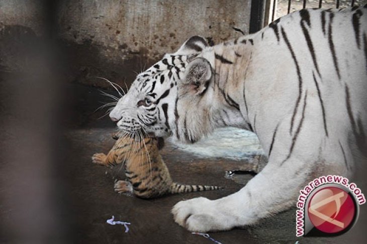 Bali Zoo Berhasil Membiakkan Harimau Benggala Langka - ANTARA News Bali