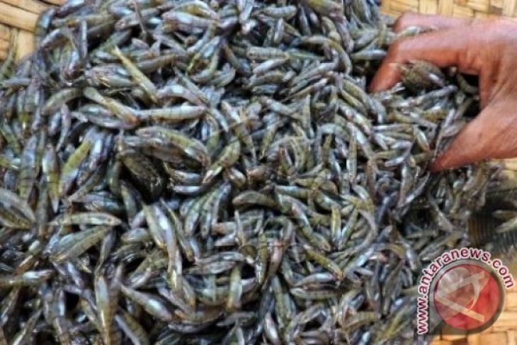 Minat Warga Gorontalo Terhadap Ikan Nike Tinggi - ANTARA News Gorontalo