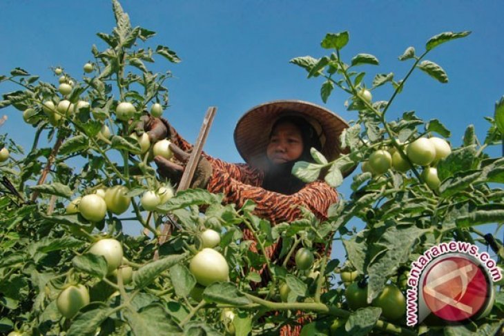 Makan apel dan tomat hijau bisa kembalikan kekuatan otot - ANTARA News ...