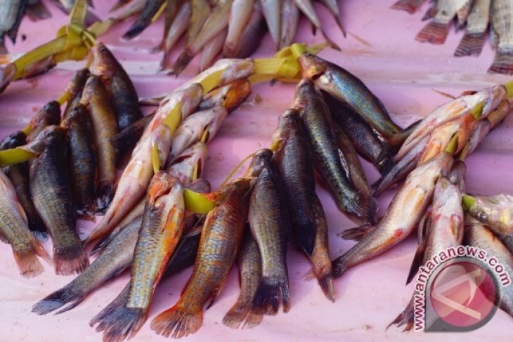 Ikan Langka Danau Limboto Mulai Mudah Ditemukan - ANTARA News Gorontalo