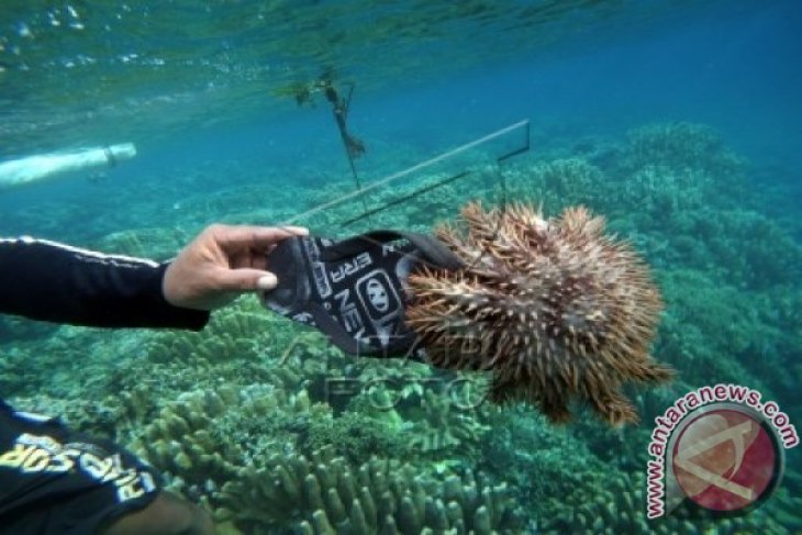 Lipan Laut Perusak Terumbu Karang - ANTARA News Bali