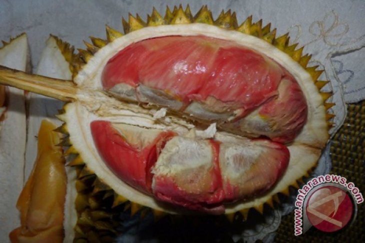 Durian Merah Banyuwangi Kini Miliki 65 Varietas - ANTARA News Jawa Timur